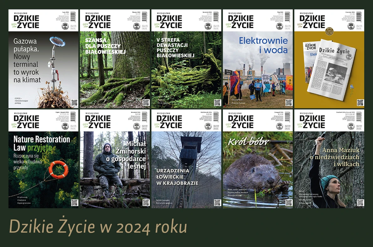 Jaki był 2024 rok w „Dzikim Życiu”