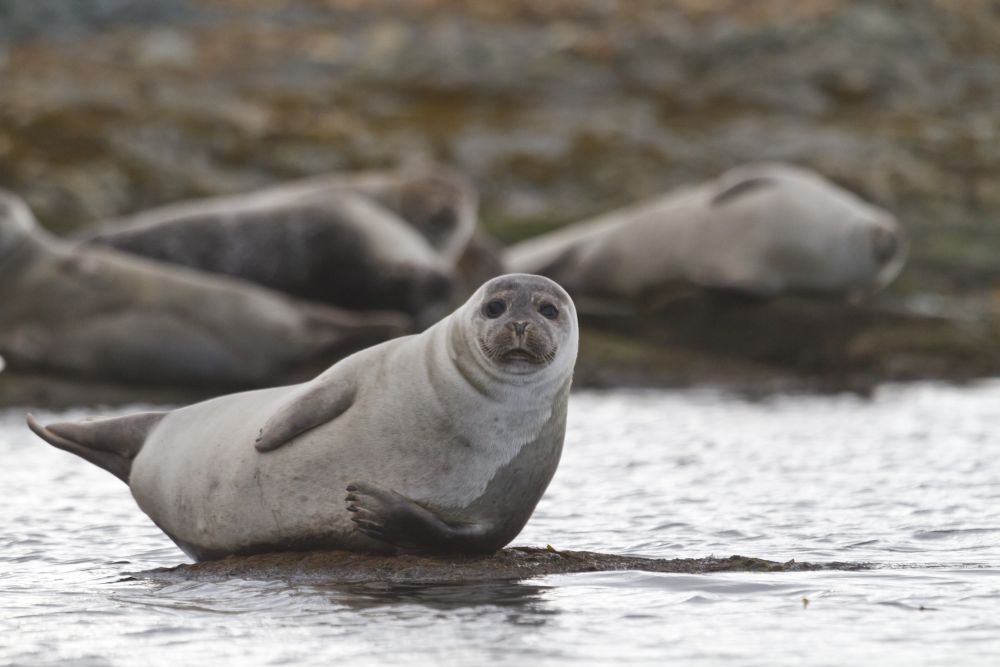 Kto ma być pierwszy przy stole?