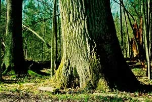 O czym świadczą nasze lasy?