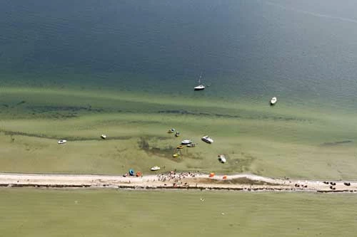 Marsze śledzi przez Ryf Mew